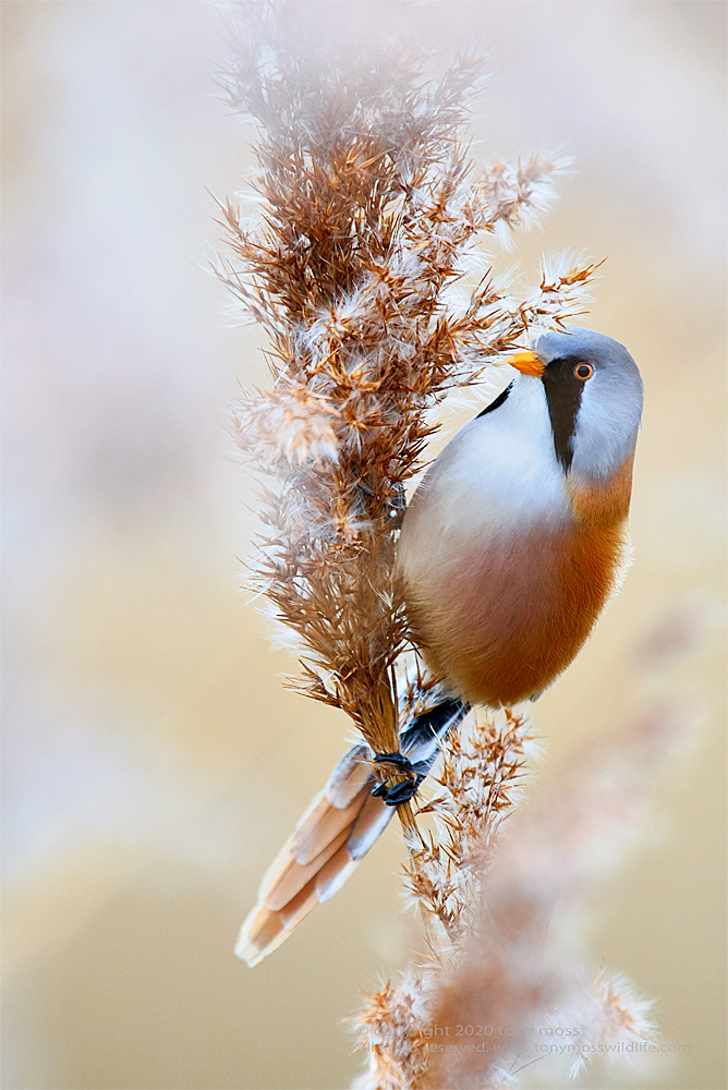 Bearded Reedling - Tony Moss Wildlife Photographer