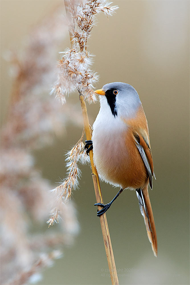 Bearded Reedling - Tony Moss Wildlife Photographer