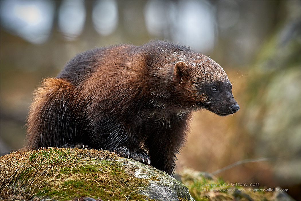 Eurasian Wolverine - Tony Moss Wildlife Photographer