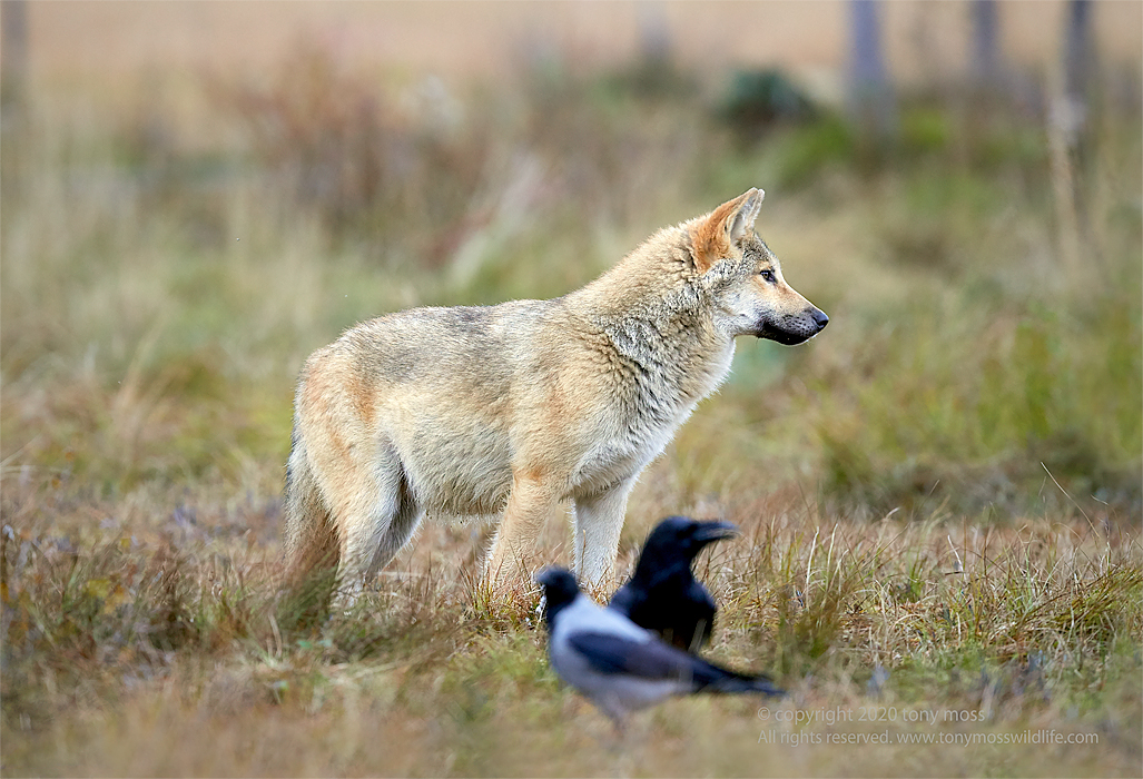 Eurasian Wolf - Tony Moss Wildlife Photographer