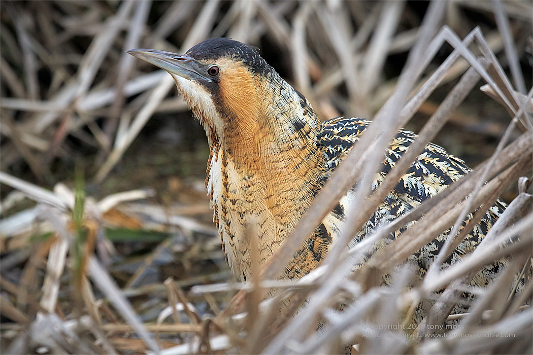 Eurasian Bittern - Tony Moss Wildlife Photographer