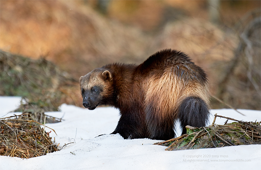 Eurasian Wolverine - Tony Moss Wildlife Photographer