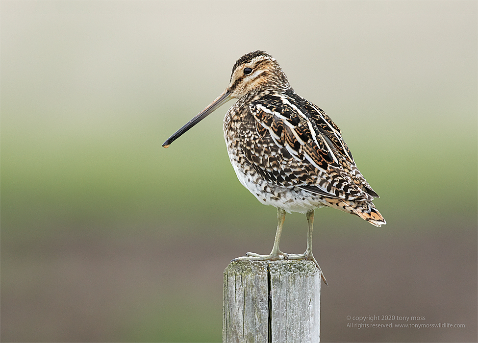 Common Snipe - Tony Moss Wildlife Photographer