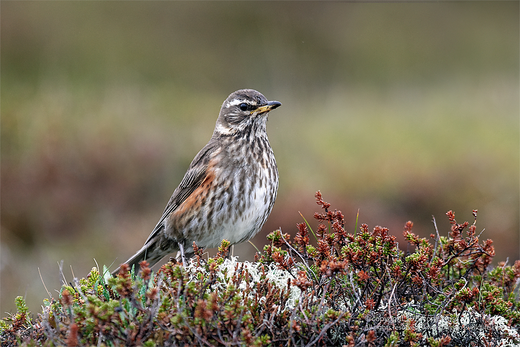 Redwing - Tony Moss Wildlife Photographer