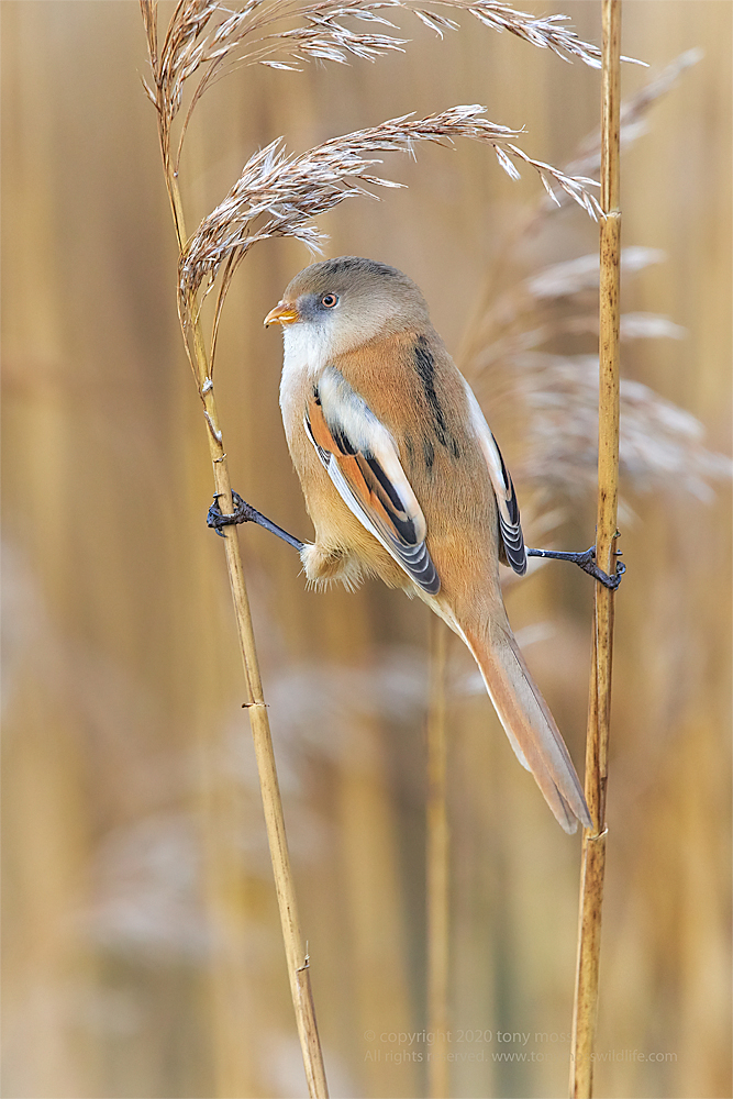 Bearded Reedling - Tony Moss Wildlife Photographer