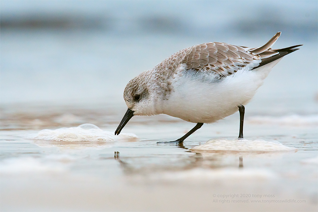 Sanderling - Tony Moss Wildlife Photographer