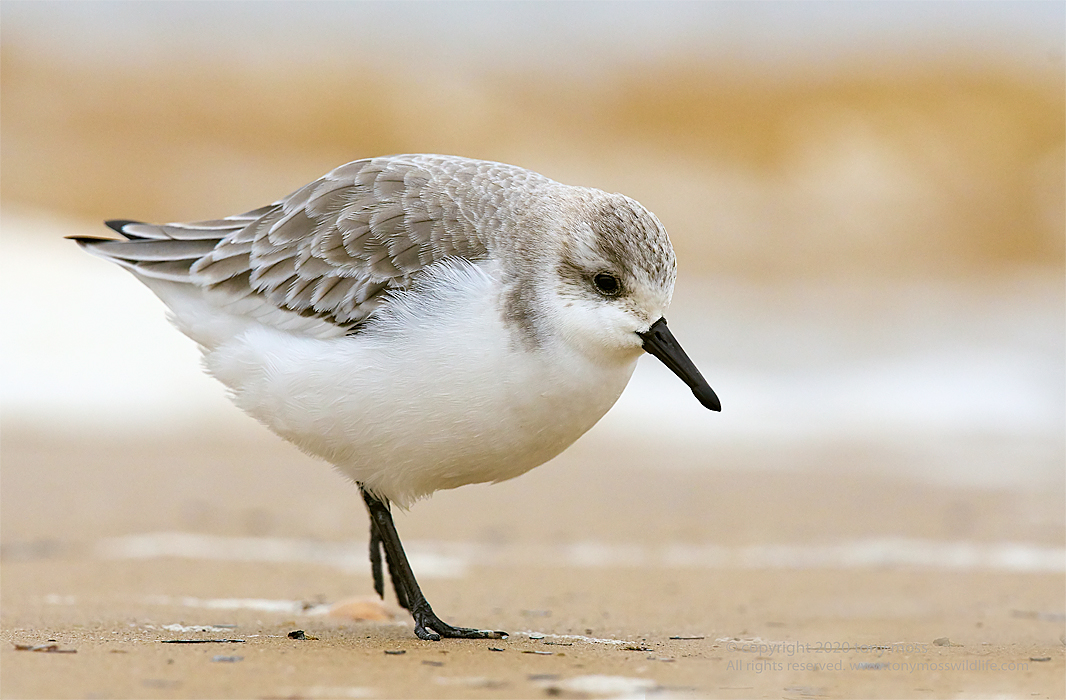 Sanderling - Tony Moss Wildlife Photographer