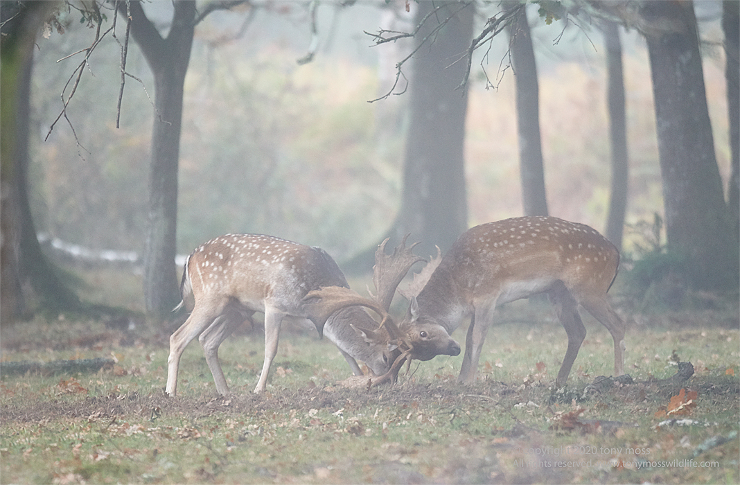 Autumn in the New Forest - Tony Moss Wildlife Photographer