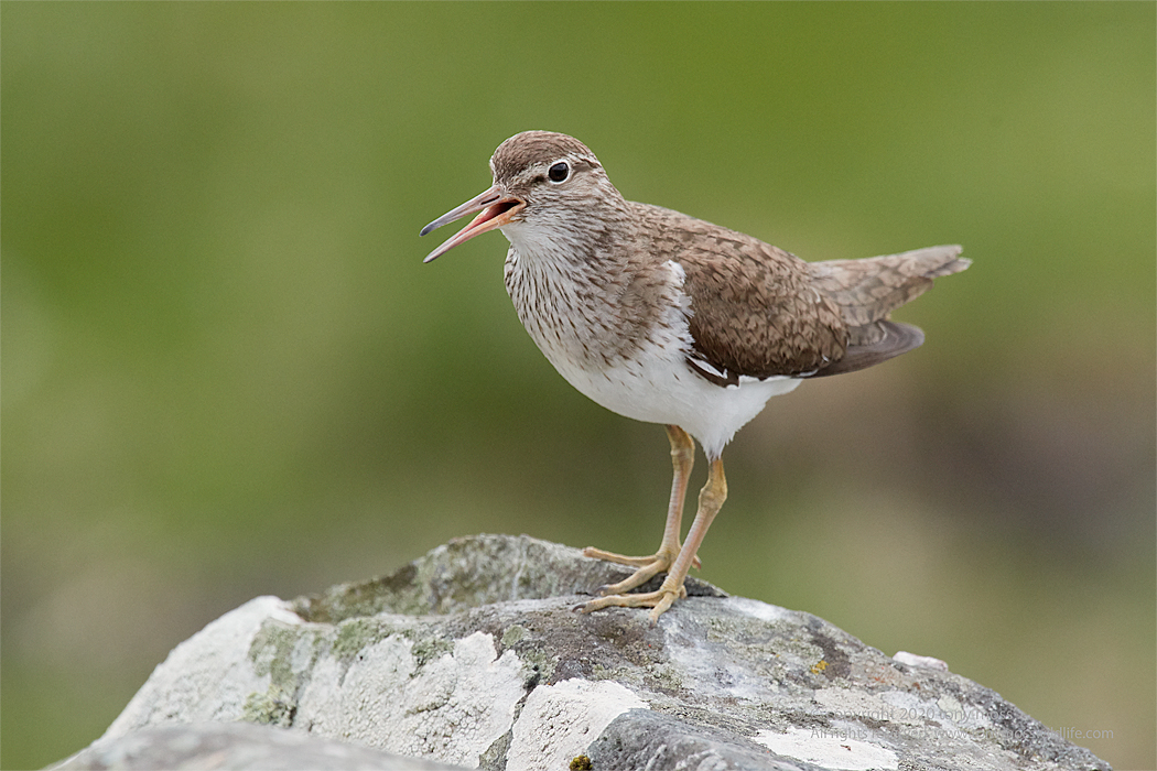 Common Sandpiper - Tony Moss Wildlife Photographer