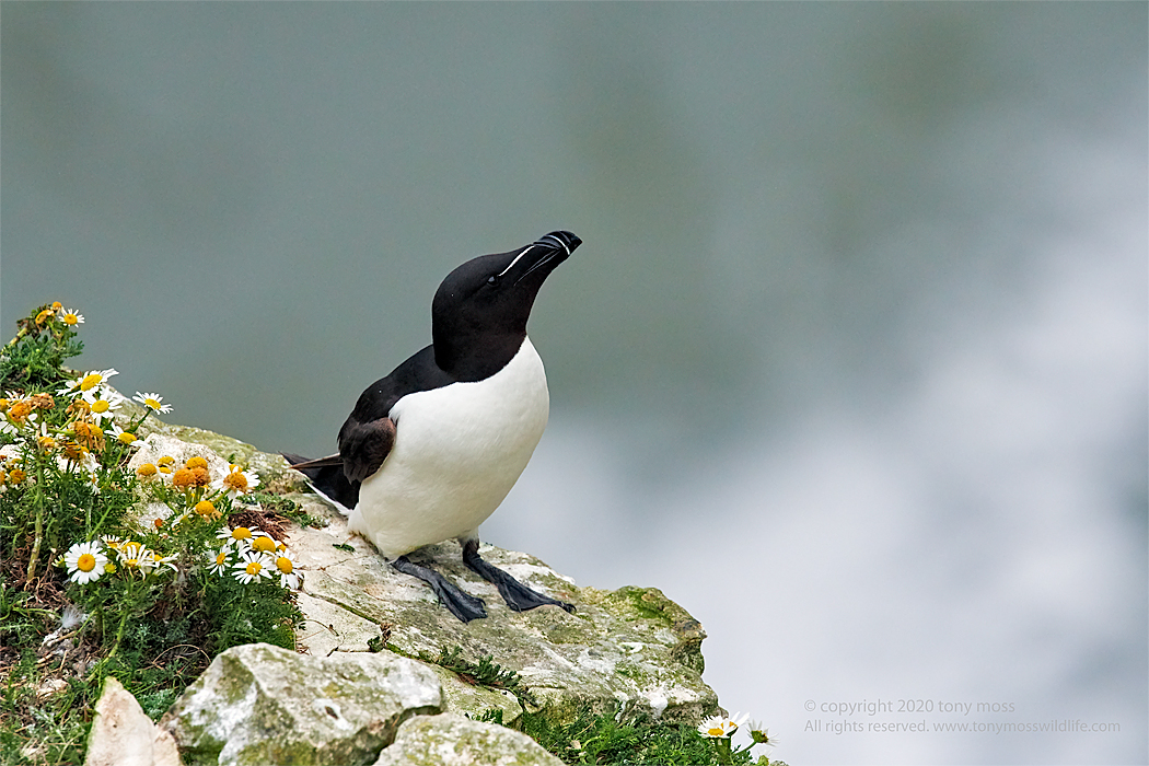 Razorbill - Tony Moss Wildlife Photographer
