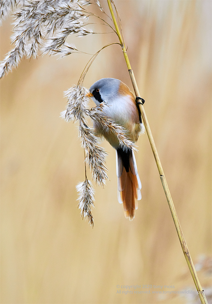 Bearded Reedling - Tony Moss Wildlife Photographer