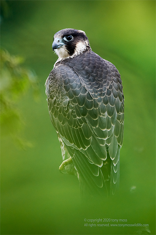 Peregrine Falcon - Tony Moss Wildlife Photographer