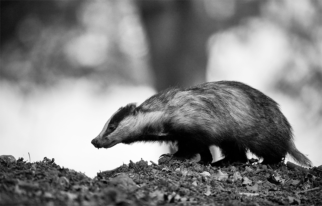 Eurasian Badger - Tony Moss Wildlife Photographer