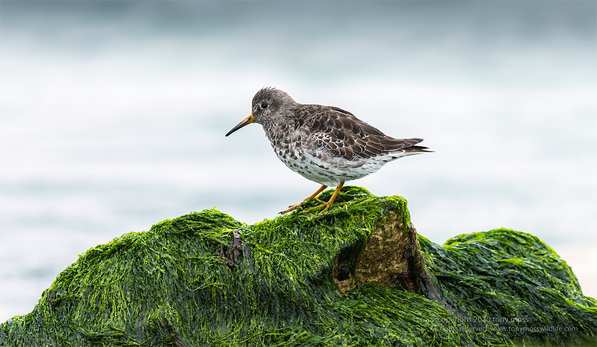 Purple Sandpiper - Tony Moss Wildlife Photographer