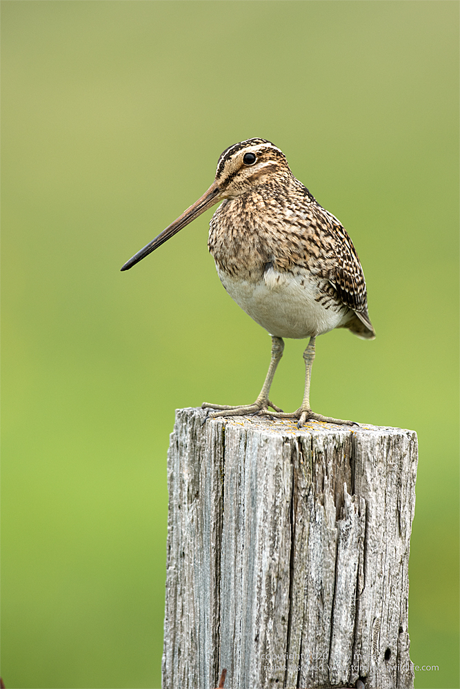 Snipe - Tony Moss Wildlife Photographer