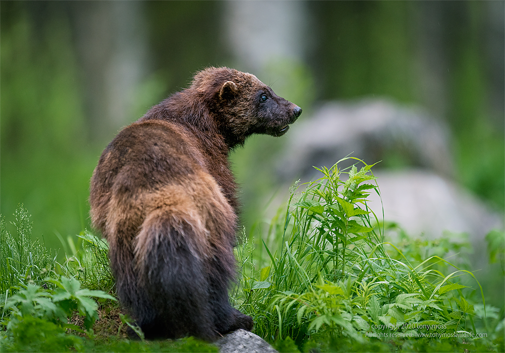 Eurasian Wolverine - Tony Moss Wildlife Photographer