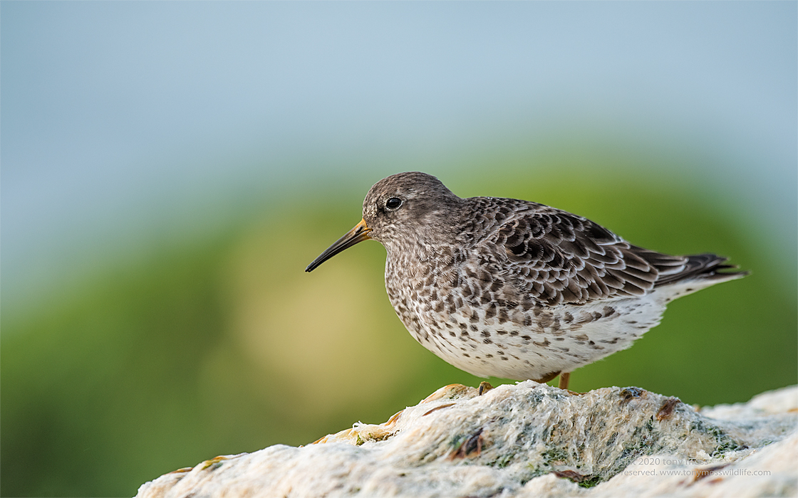 Purple Sandpiper - Tony Moss Wildlife Photographer