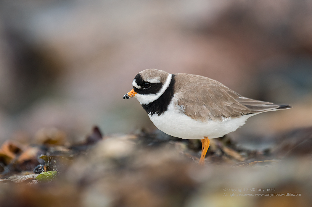 Ringed Plover - Tony Moss Wildlife Photographer