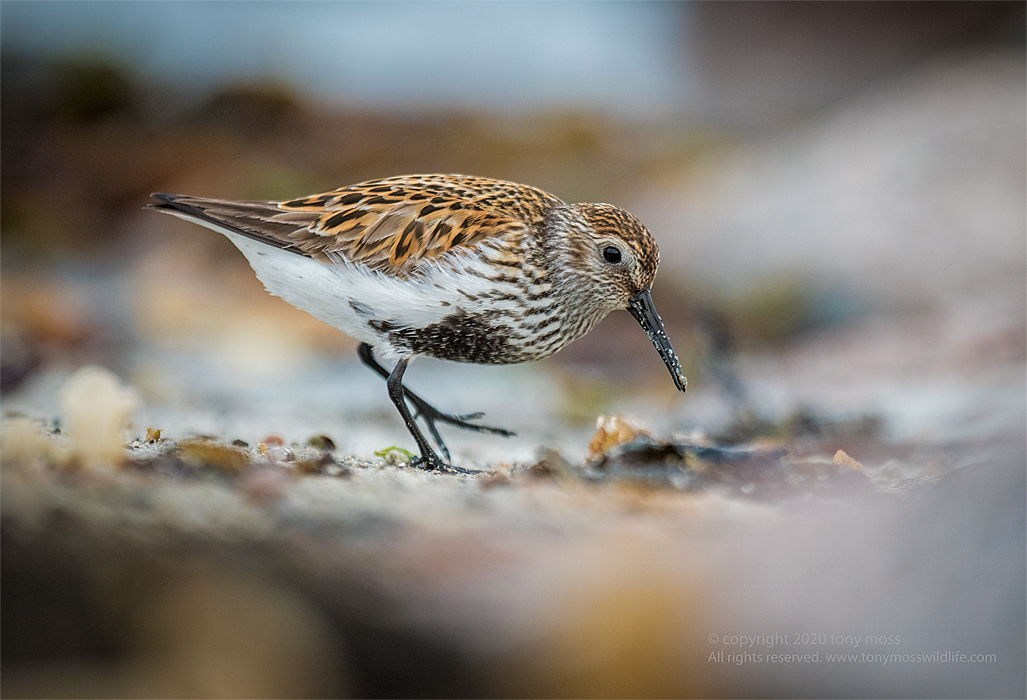 Dunlin feeding amongst the shoreline debris - Tony Moss Wildlife ...