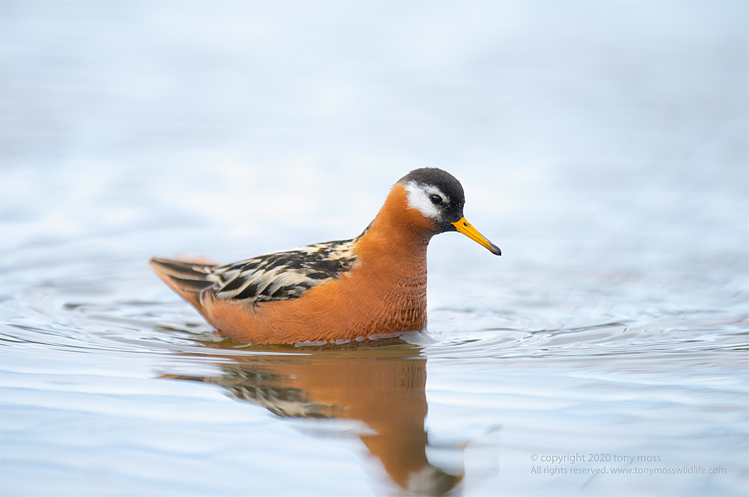 Female Grey (Red) Phalarope - Tony Moss Wildlife Photographer