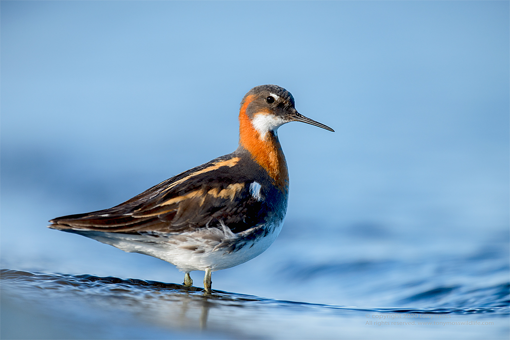 Red-necked Phalarope - Tony Moss Wildlife Photographer
