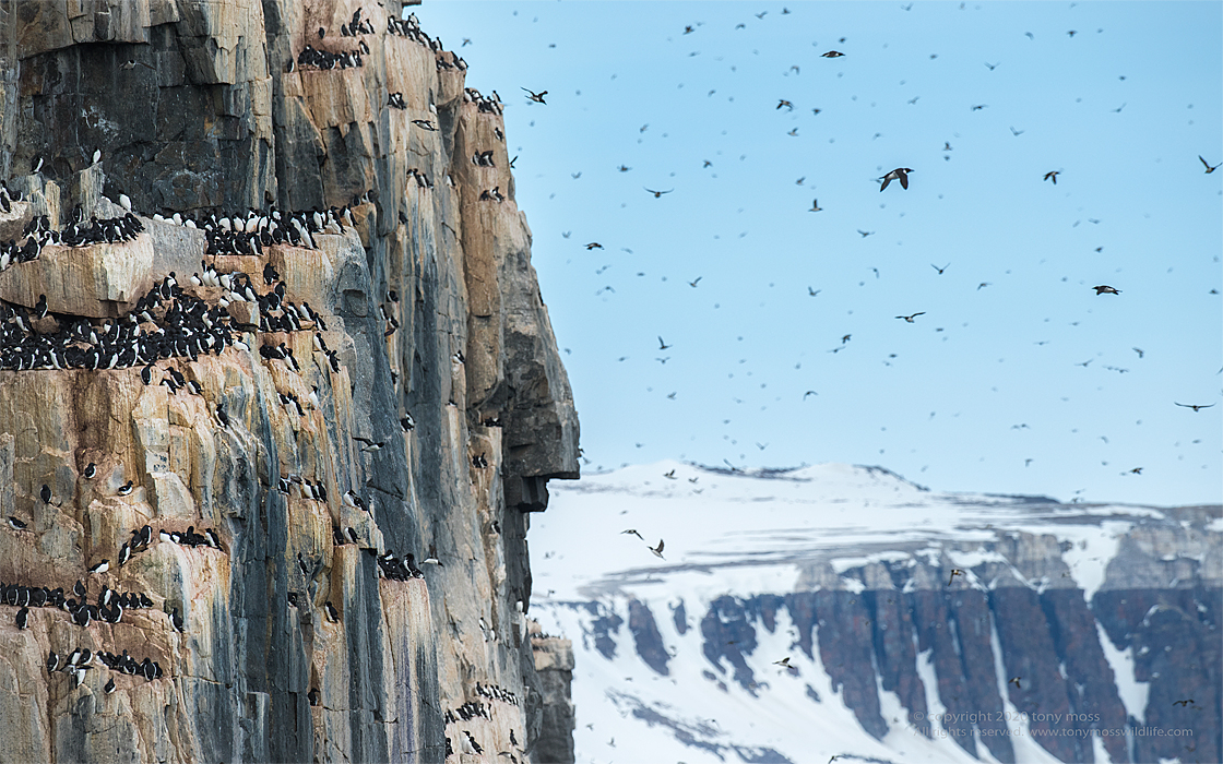 Seabird Colony at Alkefjellet - Tony Moss Wildlife Photographer