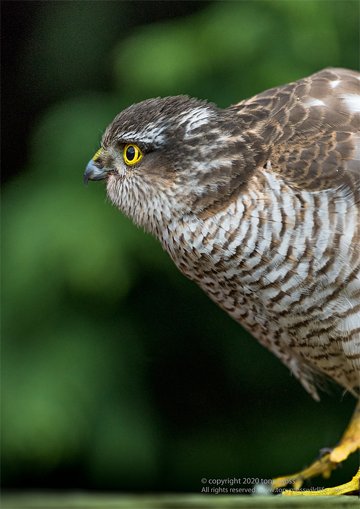 Eurasian Sparrowhawk - Tony Moss Wildlife Photographer