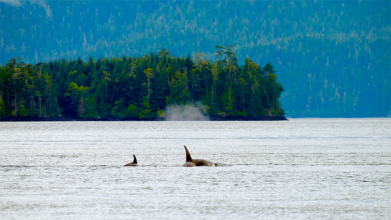 Orca in Blackfish Sound,BC - Tony Moss Wildlife Photographer