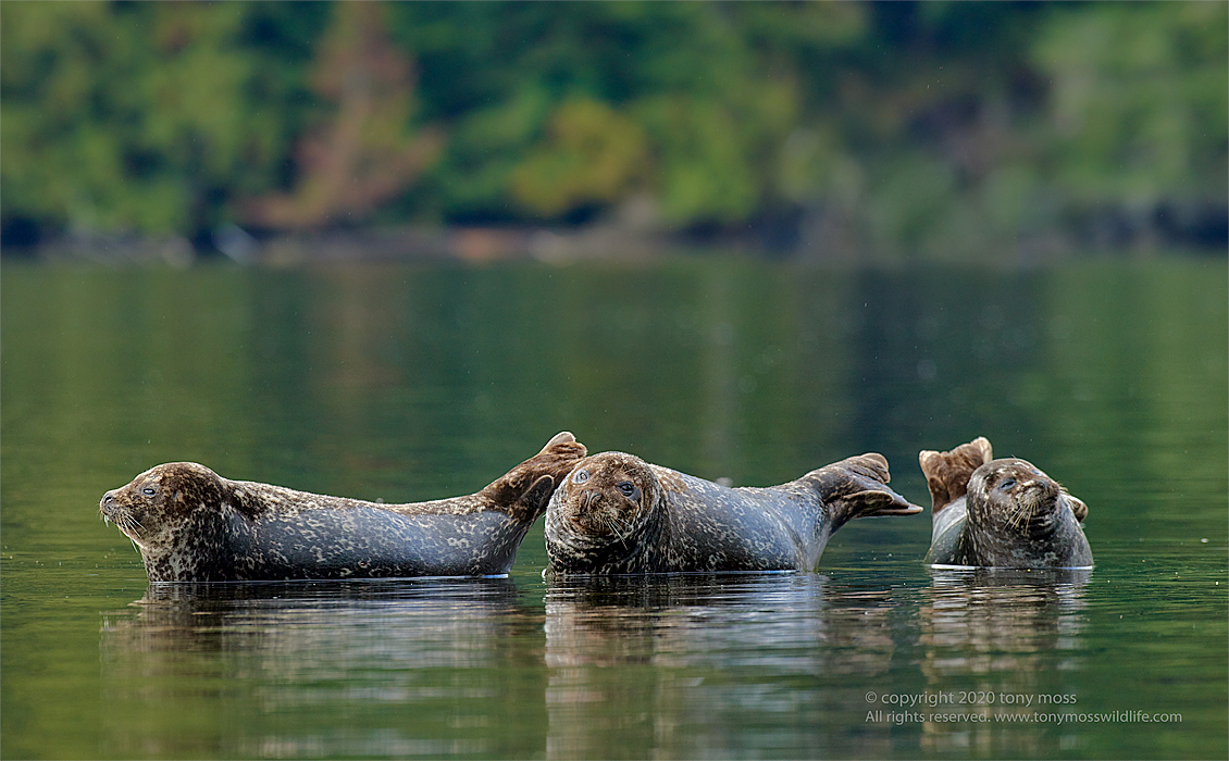 Pacific Harbour Seals - Tony Moss Wildlife Photographer