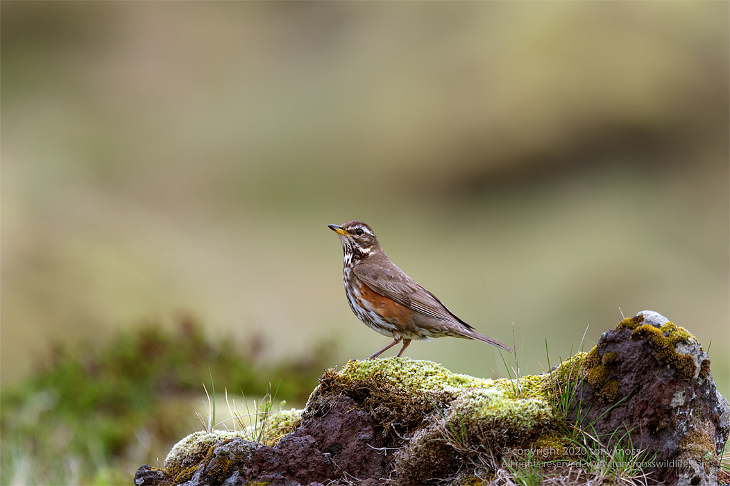 Redwing - Tony Moss Wildlife Photographer
