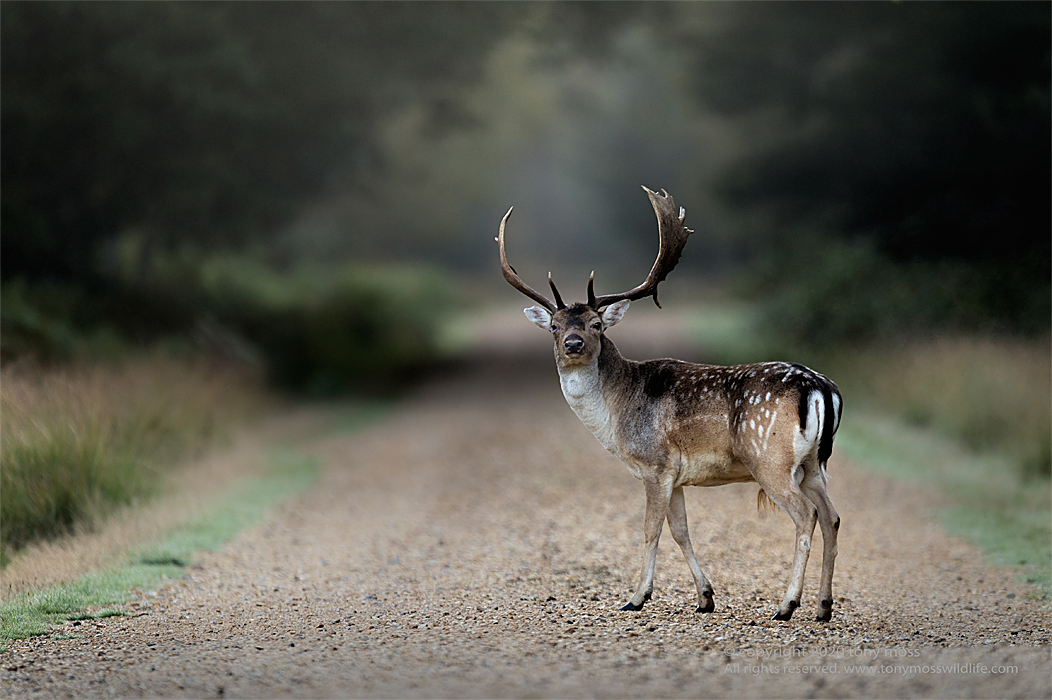 Fallow Buck - Tony Moss Wildlife Photographer