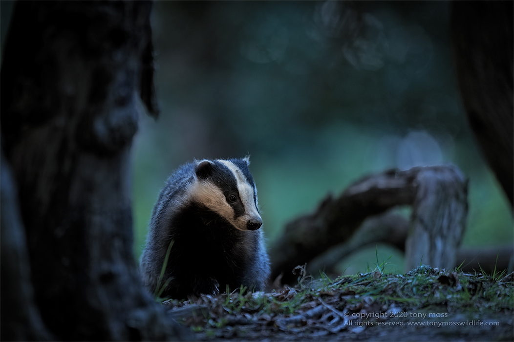 Eurasian Badger - Tony Moss Wildlife Photographer