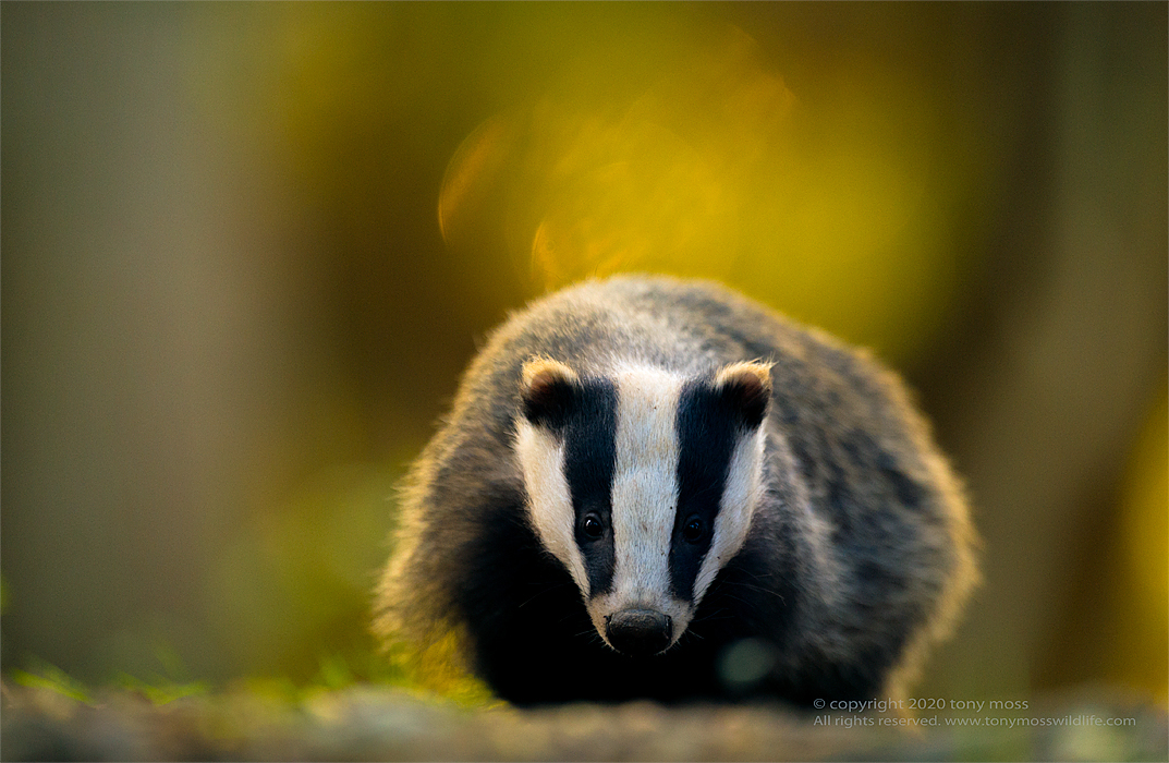 Eurasian Badger New Forest - Tony Moss Wildlife Photographer