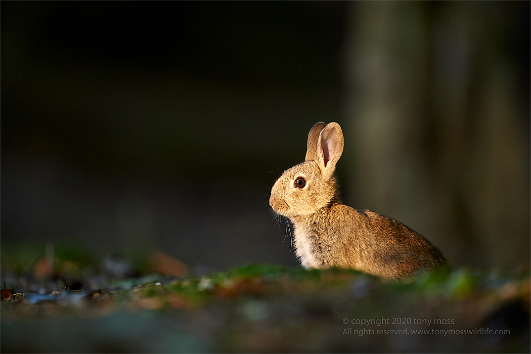 European Rabbit - Tony Moss Wildlife Photographer