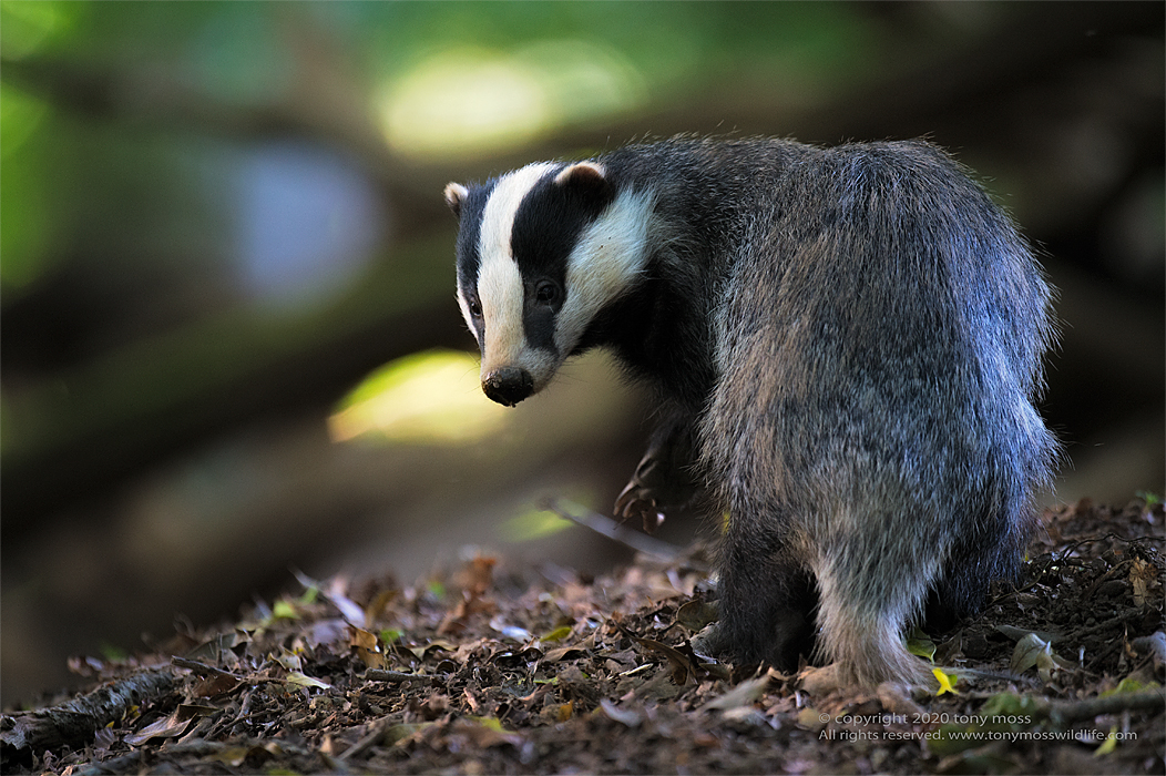 New Forest Badger - Tony Moss Wildlife Photographer