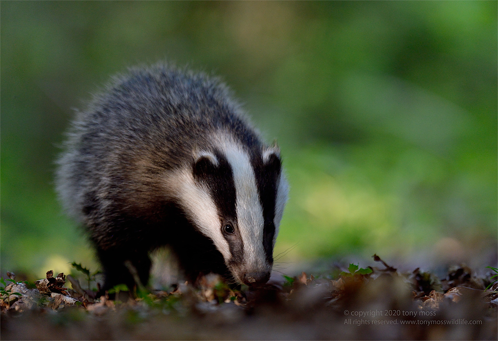 Eurasian Badger Cub - Tony Moss Wildlife Photographer