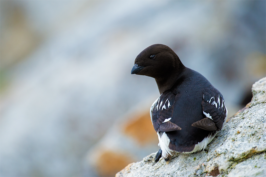 Little Auk - Tony Moss Wildlife Photographer