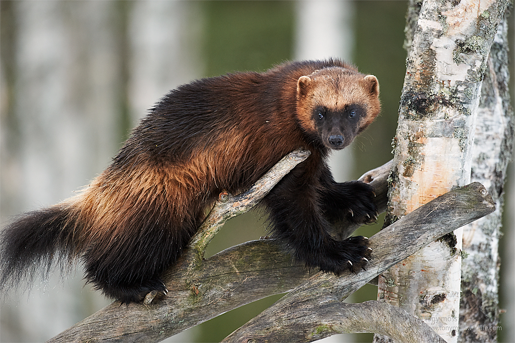 Eurasian Wolverine - Tony Moss Wildlife Photographer