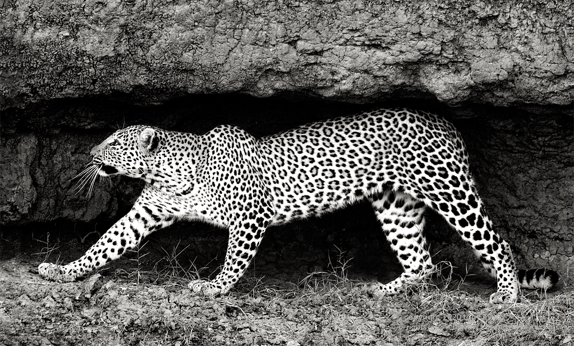 Leopard Stretch - Tony Moss Wildlife Photographer