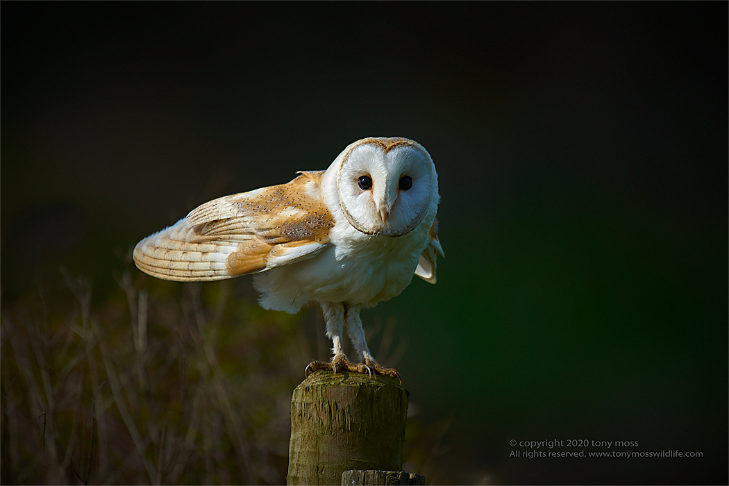 Barn Owl - Tony Moss Wildlife Photographer