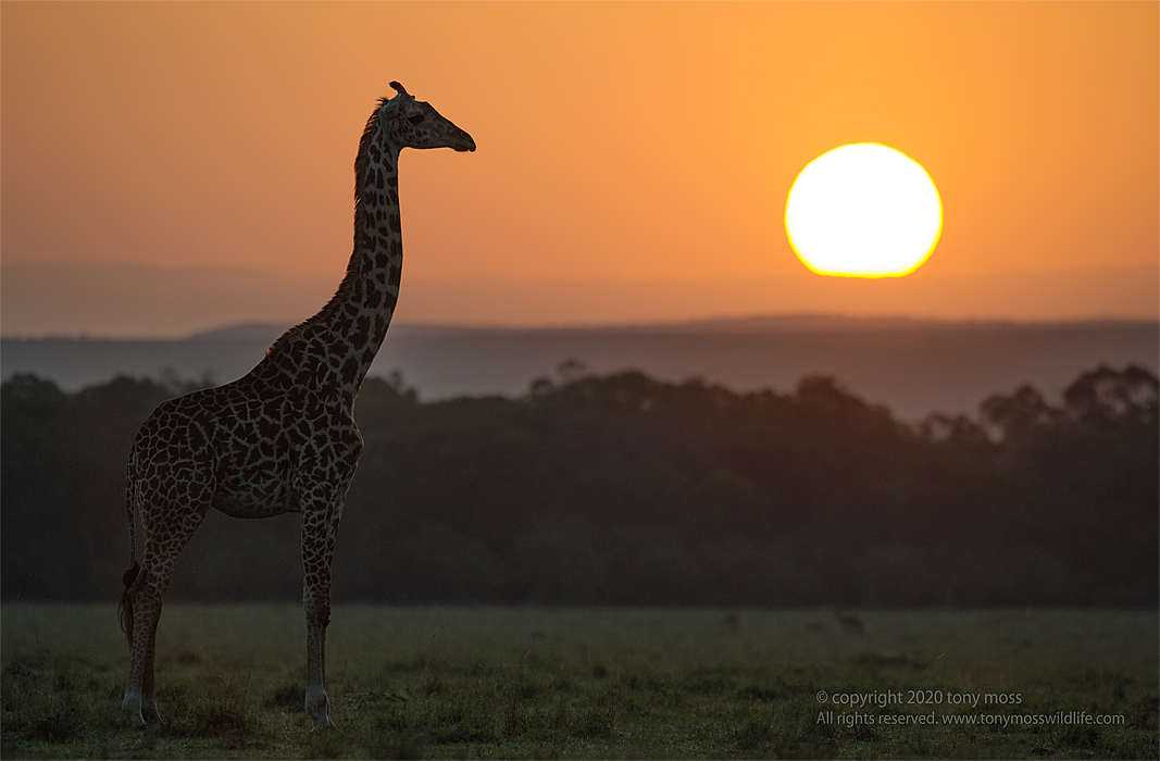 Giraffe at sunrise - Tony Moss Wildlife Photographer