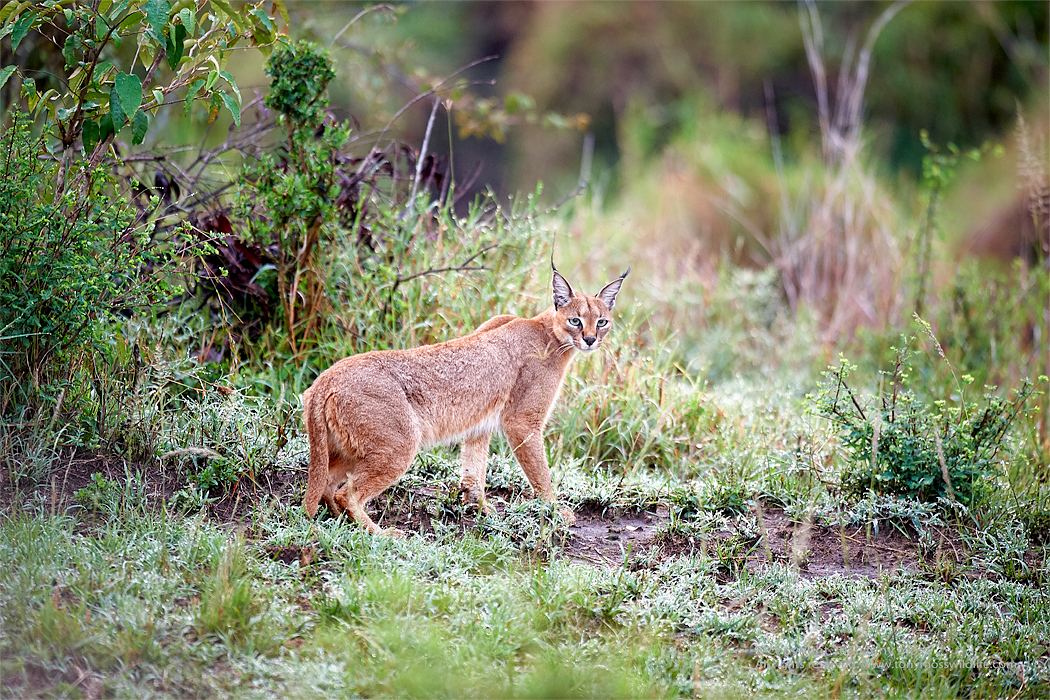 Caracal hunting - Tony Moss Wildlife Photographer