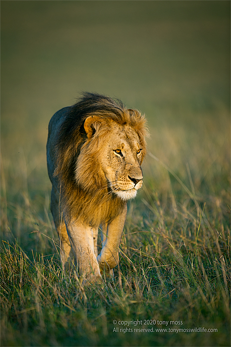 Lion hunting at Dawn - Tony Moss Wildlife Photographer
