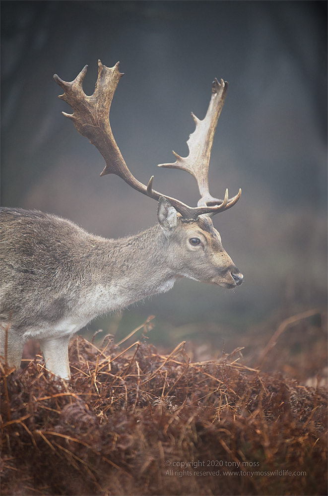 New Forest fallow buck in winter - Tony Moss Wildlife Photographer