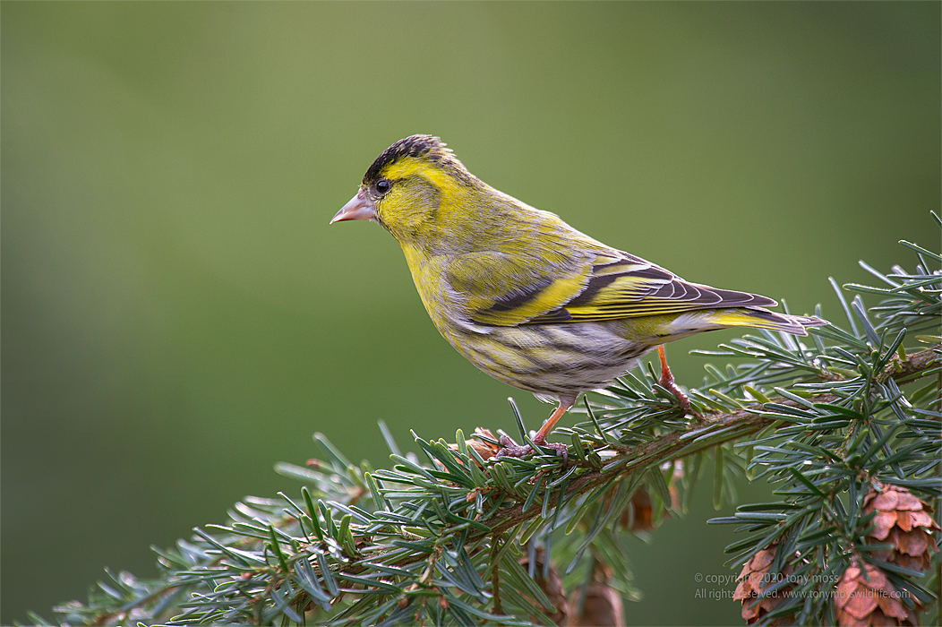 Eurasian Siskin - Tony Moss Wildlife Photographer