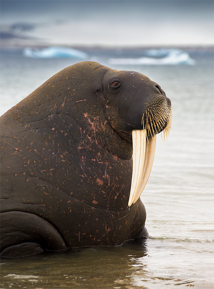 Atlantic Walrus - Tony Moss Wildlife Photographer