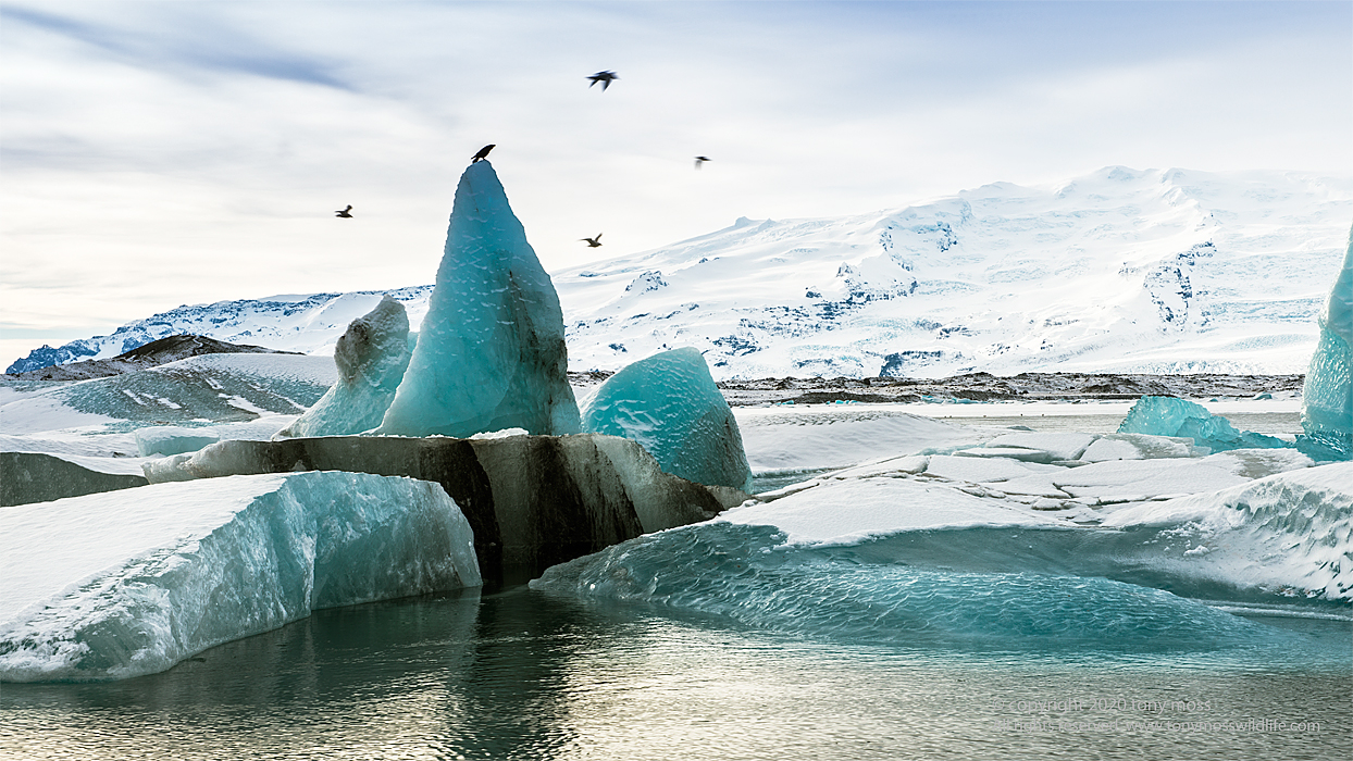 Ravens and Ice - Tony Moss Wildlife Photographer