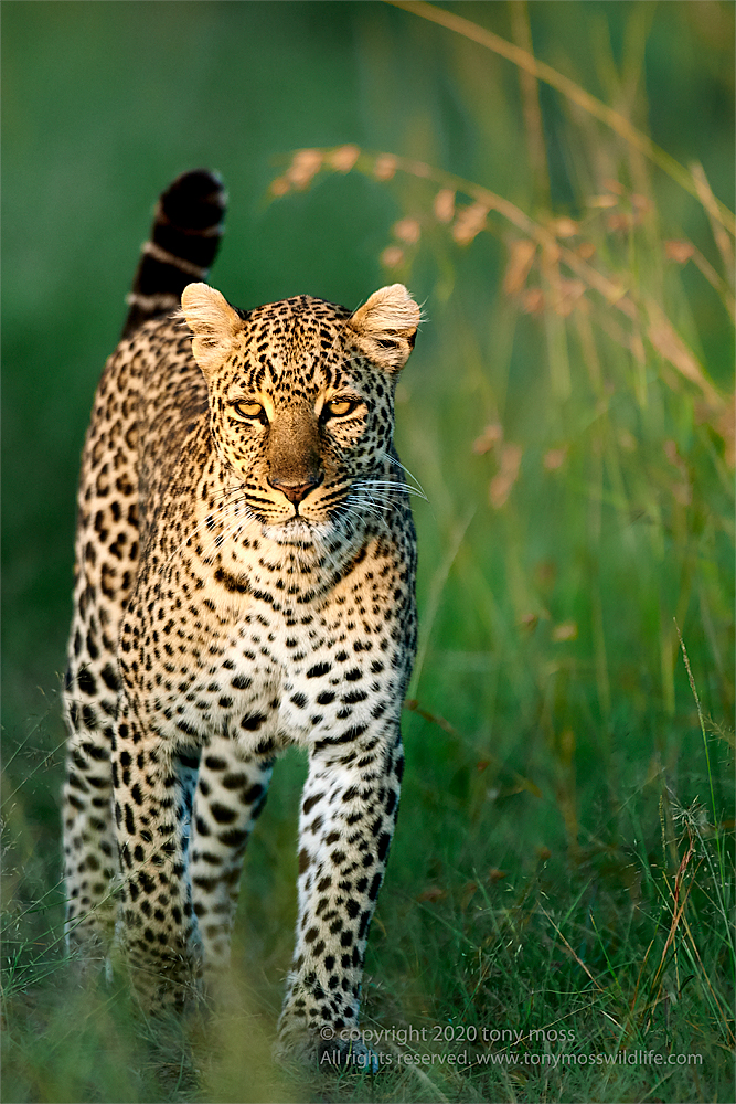 Leopard in the Masai Mara - Tony Moss Wildlife Photographer