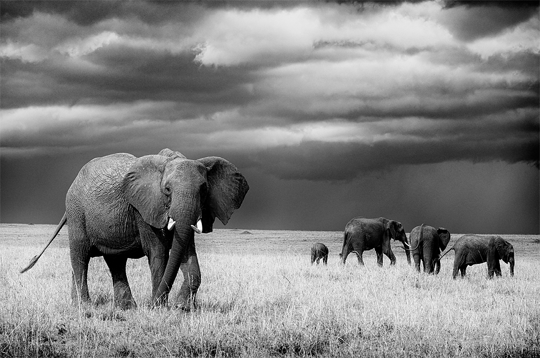 African Elephants under a Stormy Sky - Fine Art - Tony Moss Wildlife ...