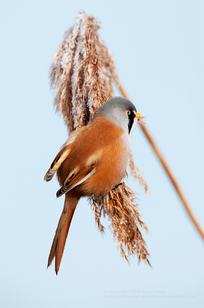 Bearded Reedling - Tony Moss Wildlife Photographer